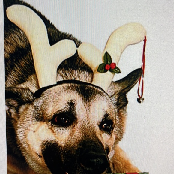 Dog | Christmas Rudolf Reindeer Antlers For Very Small Dog Or Cat ...